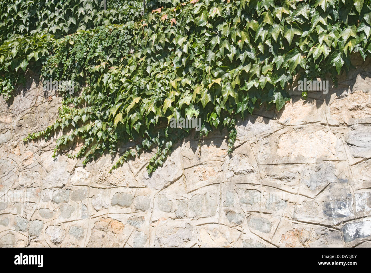 Ivy covering hi-res stock photography and images - Alamy