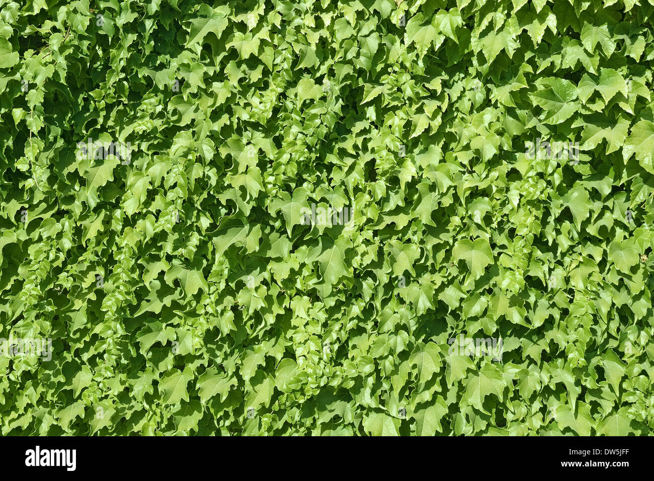 Ivy covering hi-res stock photography and images - Alamy