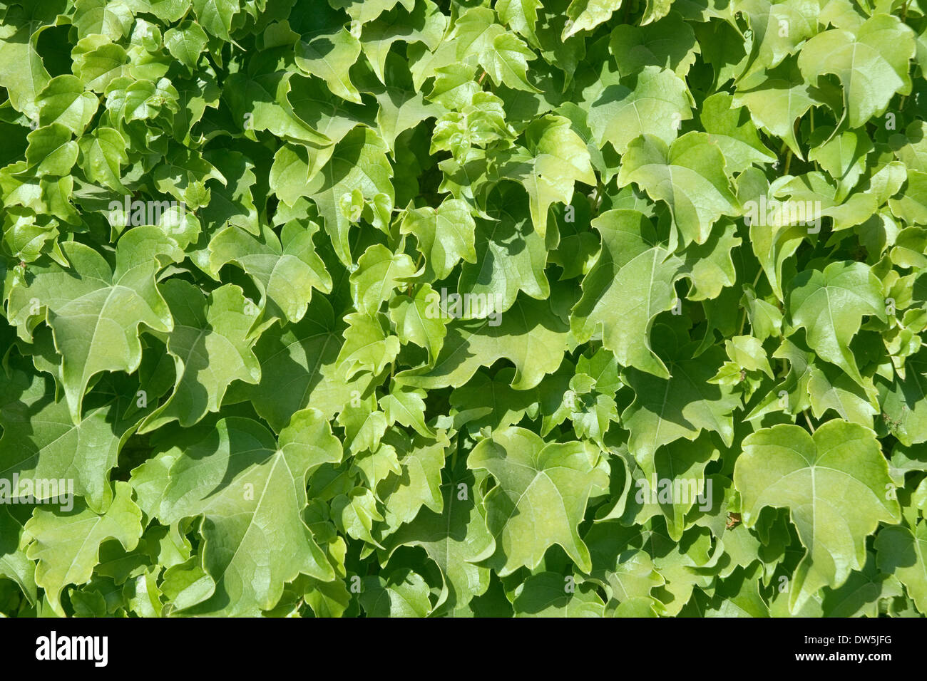 Ivy covering hi-res stock photography and images - Alamy