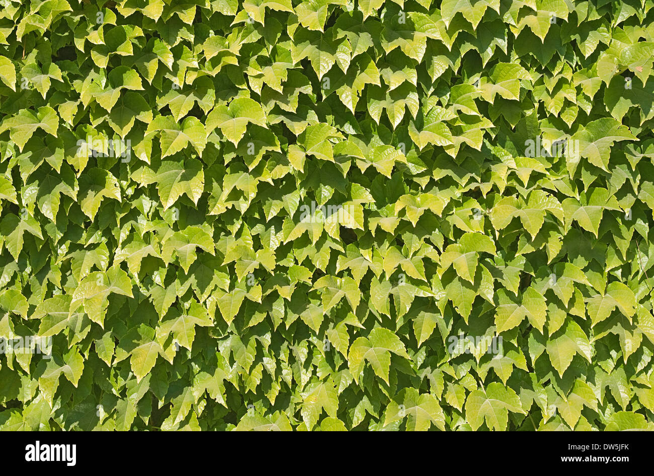 Ivy covering hi-res stock photography and images - Alamy