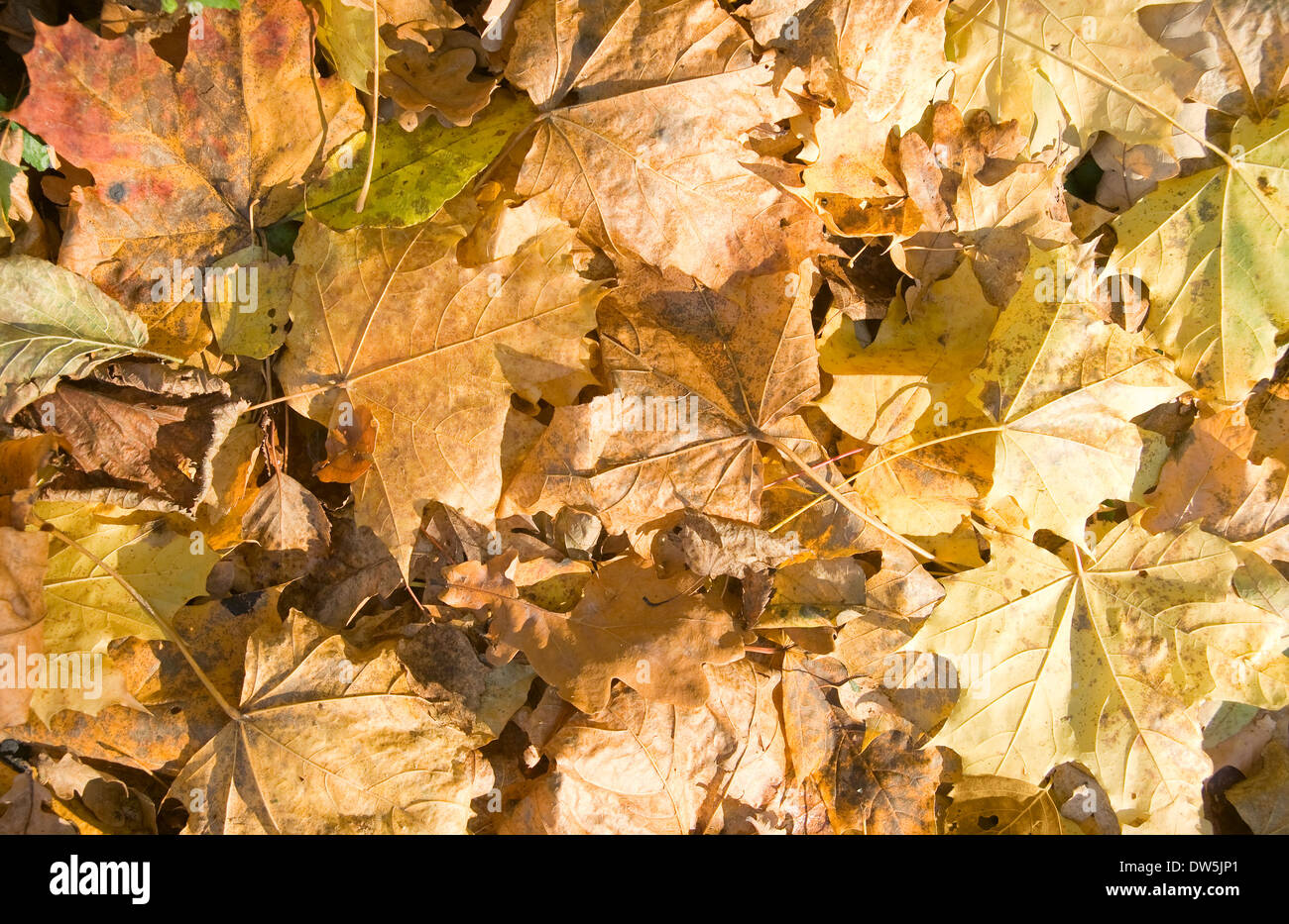 Vibrant yellow leaves hi-res stock photography and images - Alamy