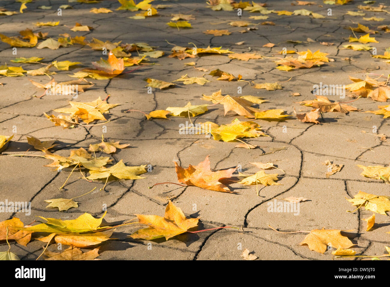 Asphalt pathway hi-res stock photography and images - Alamy