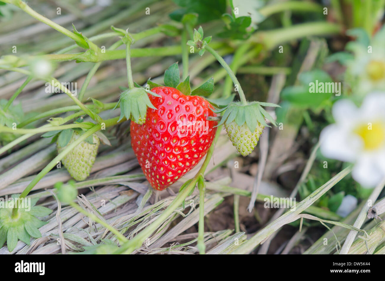 Strawberry plants already ripe to harvest Stock Photo - Alamy