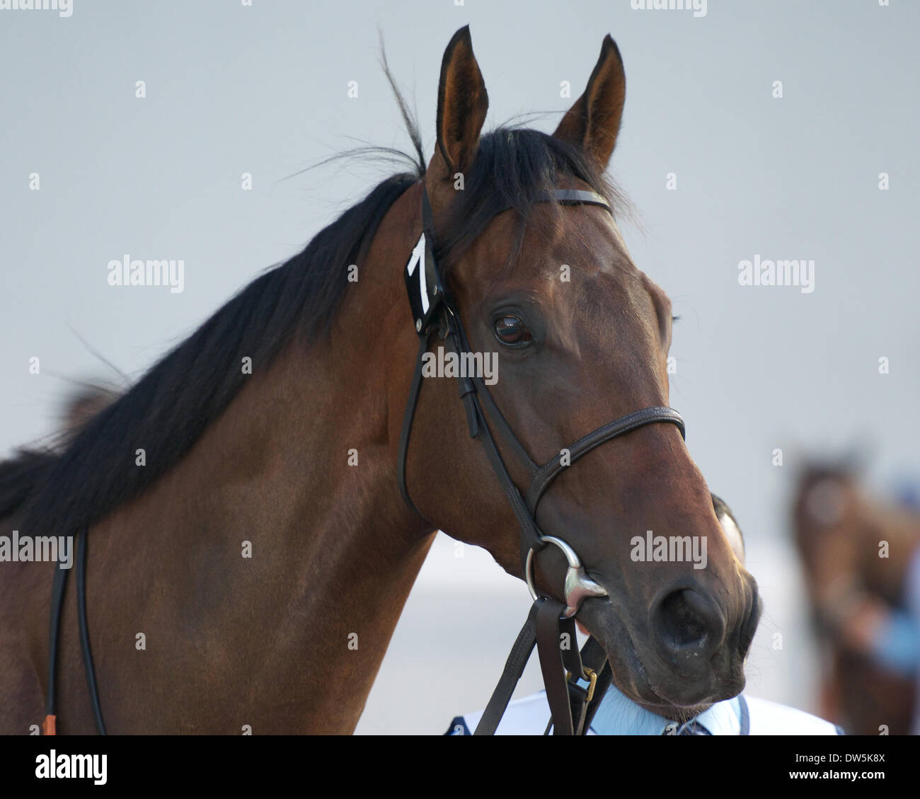 Godolphin arabian horse hi-res stock photography and images - Alamy