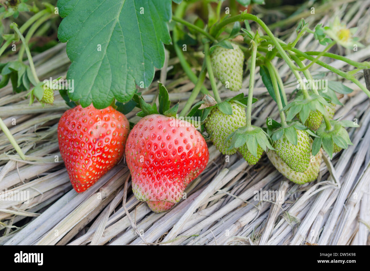 Strawberry plants already ripe to harvest Stock Photo - Alamy
