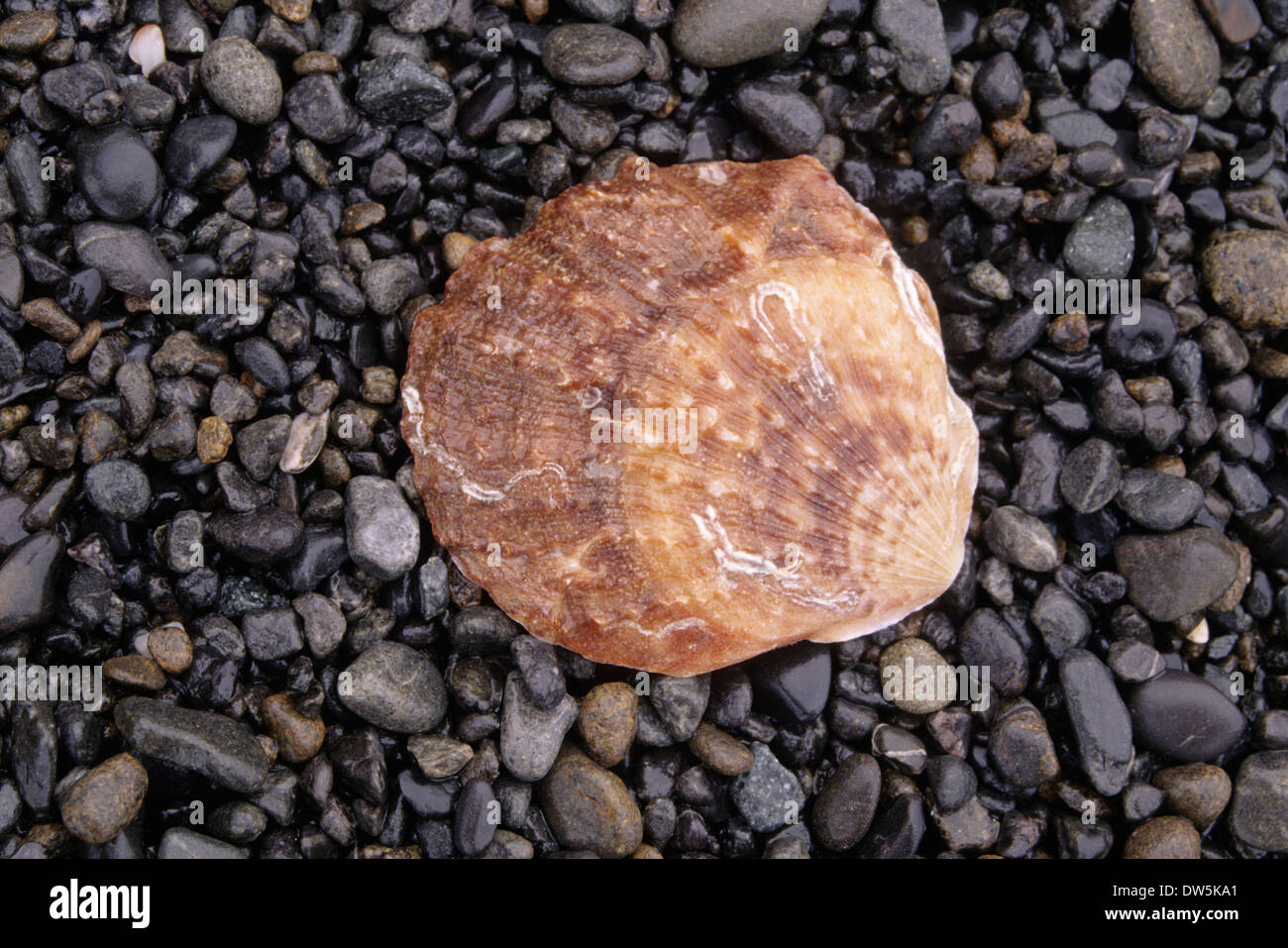 Shell on Jones Beach, Sinkyone State Park, California Stock Photo - Alamy