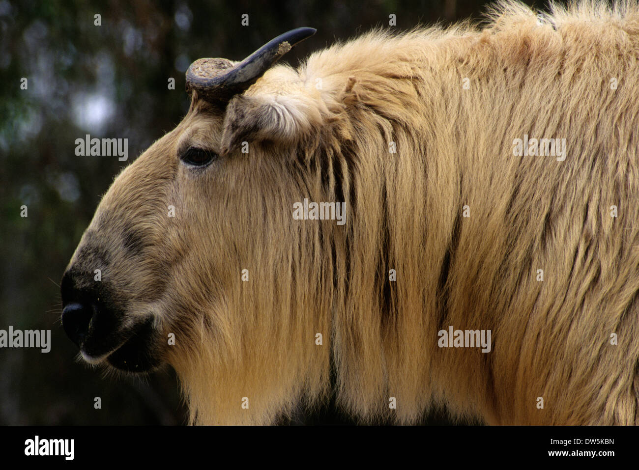 Sichuan takin hi-res stock photography and images - Alamy