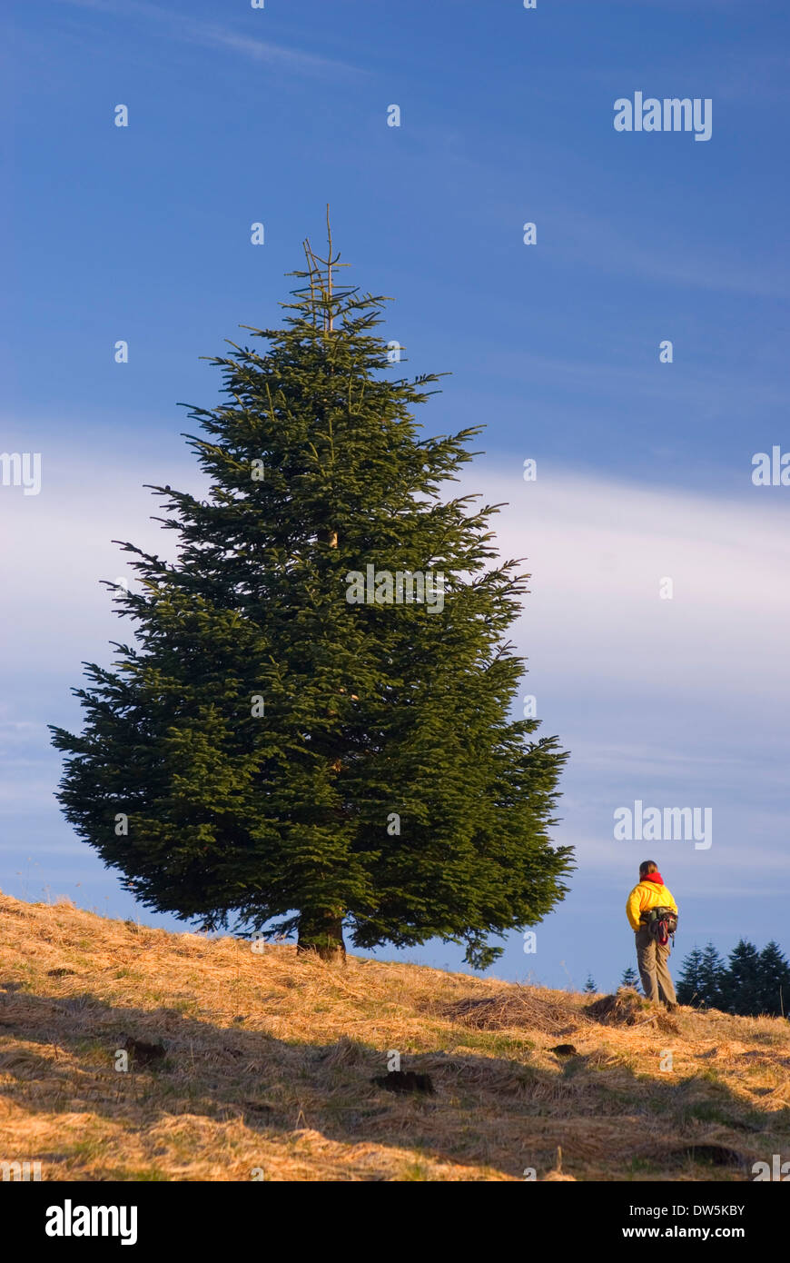 Noble fir tree hi-res stock photography and images - Alamy
