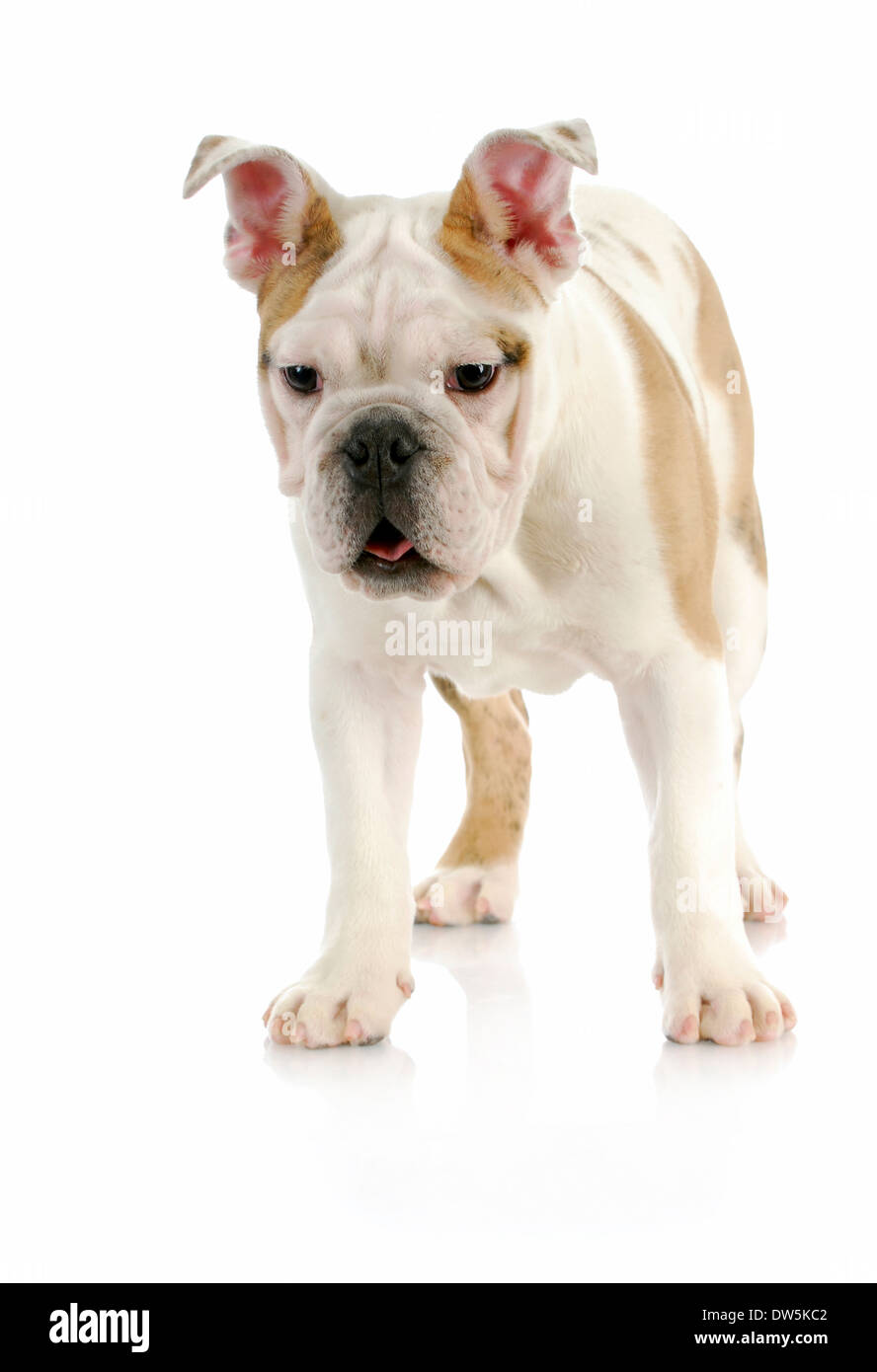 puppy standing - english bulldog standing with reflection on white ...