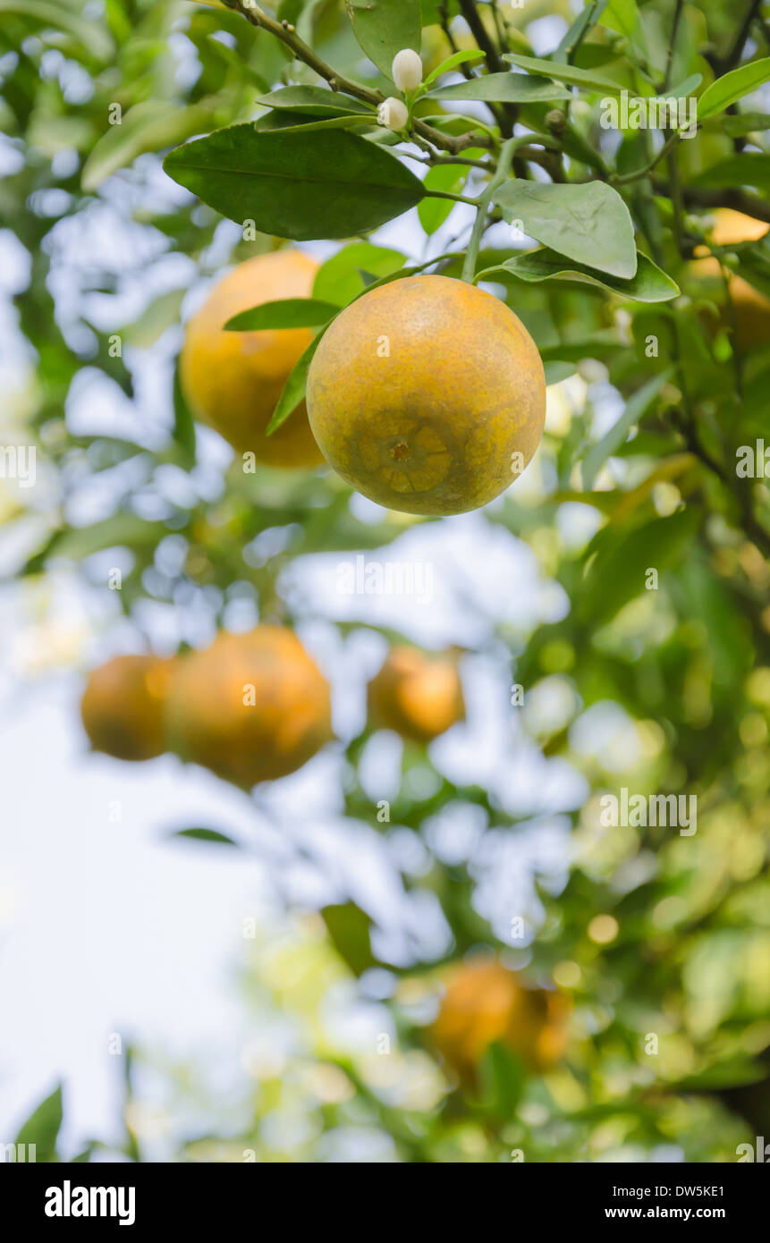 branch orange tree fruits with green leaves in sunlight Stock Photo - Alamy