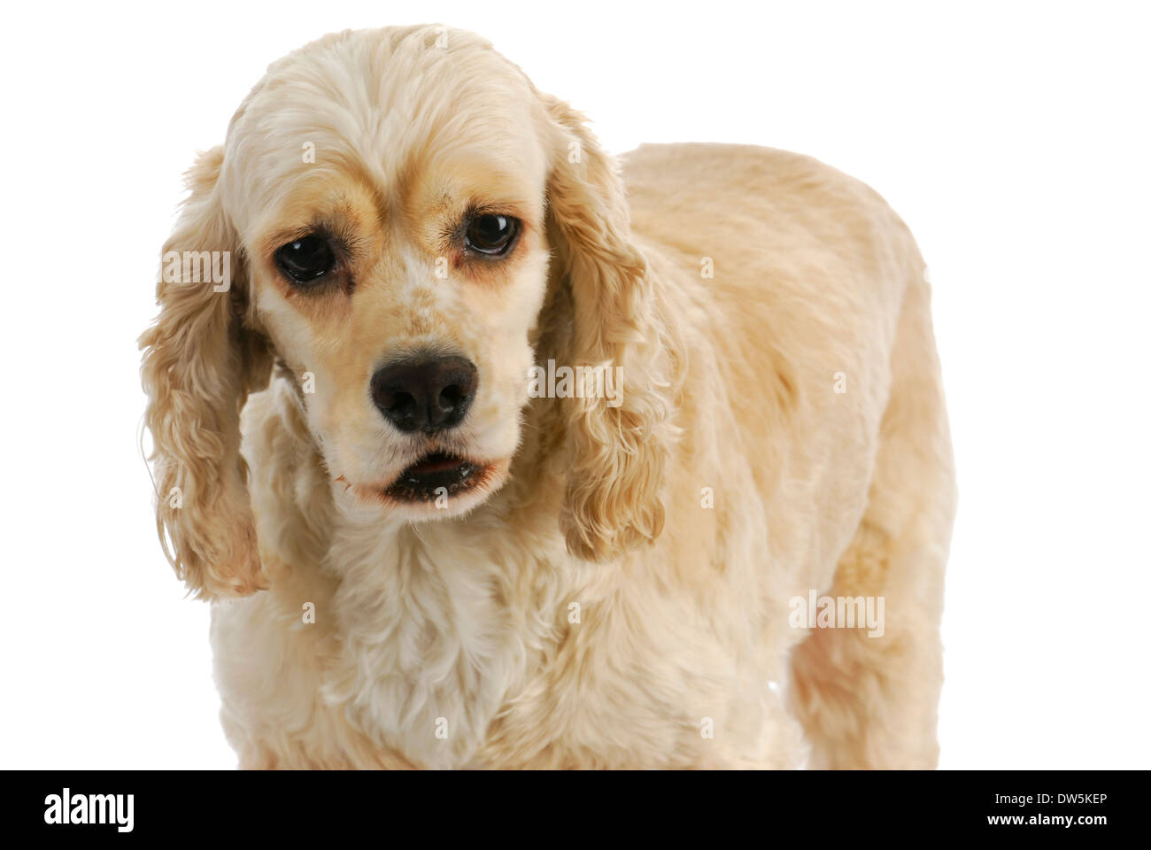 senior dog - american cocker spaniel senior standing on white ...