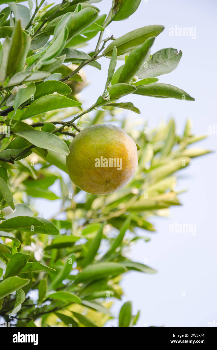 branch orange tree fruits with green leaves in sunlight Stock Photo - Alamy