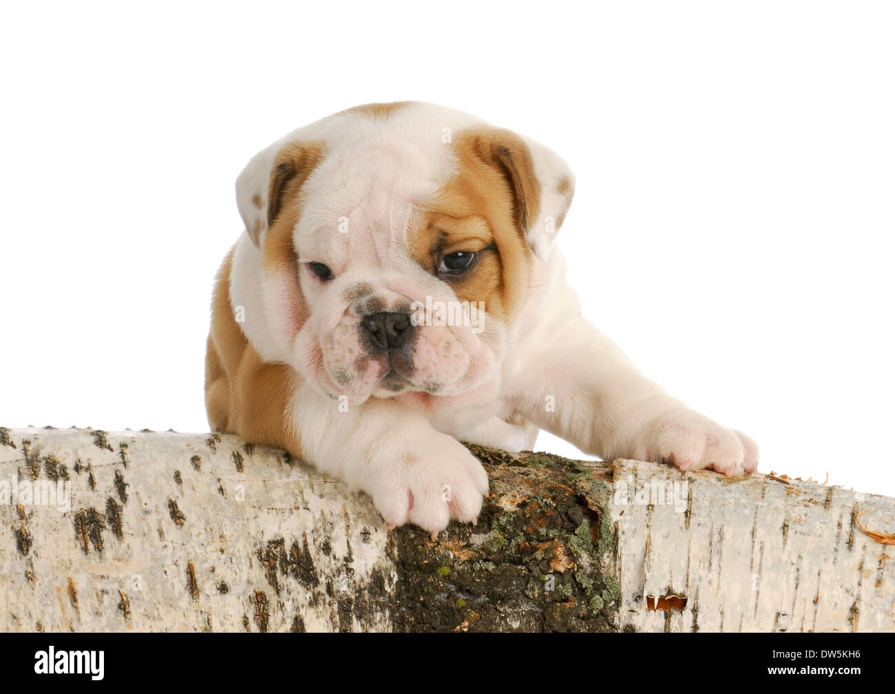 Puppy climbing hi-res stock photography and images - Alamy