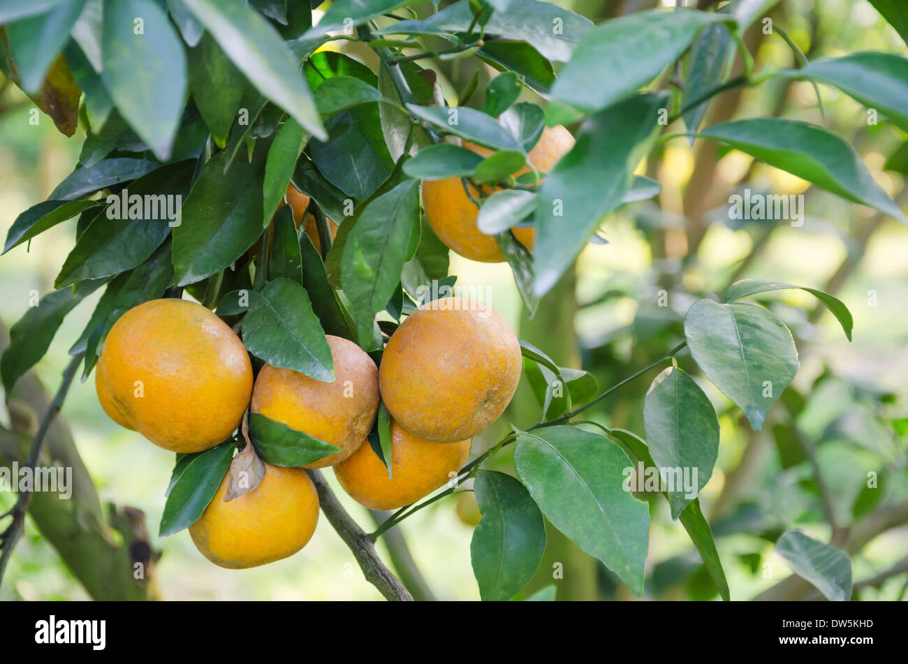 branch orange tree fruits with green leaves in sunlight Stock Photo - Alamy
