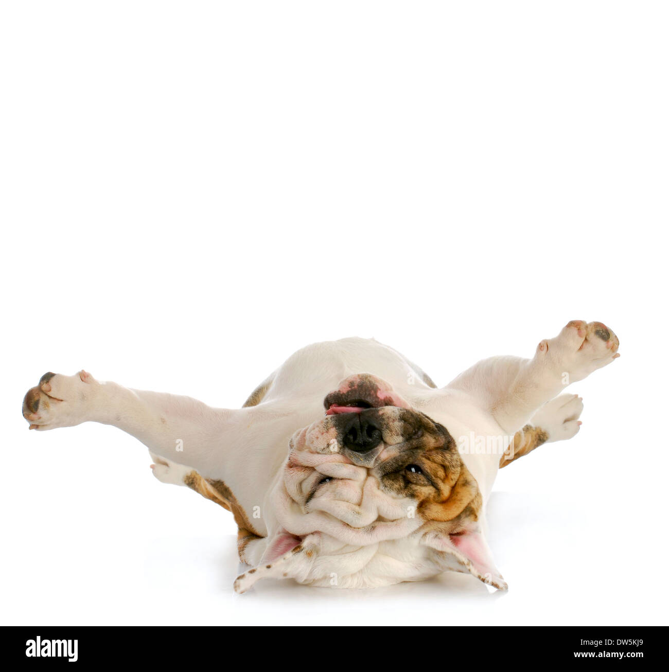 dog upside down - english bulldog laying on back looking up Stock Photo ...