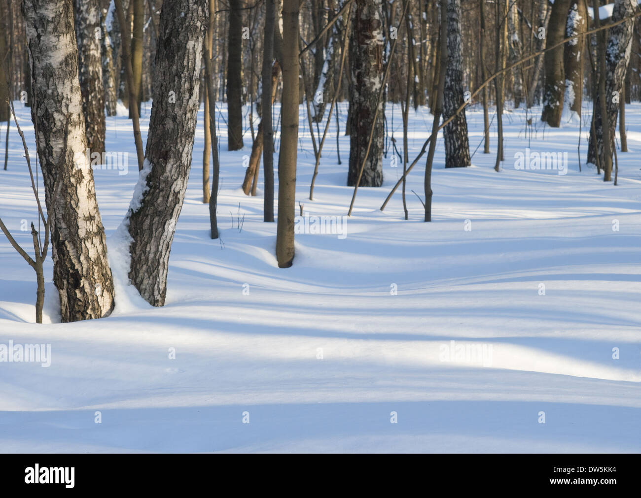 Shadow in a forest hi-res stock photography and images - Alamy