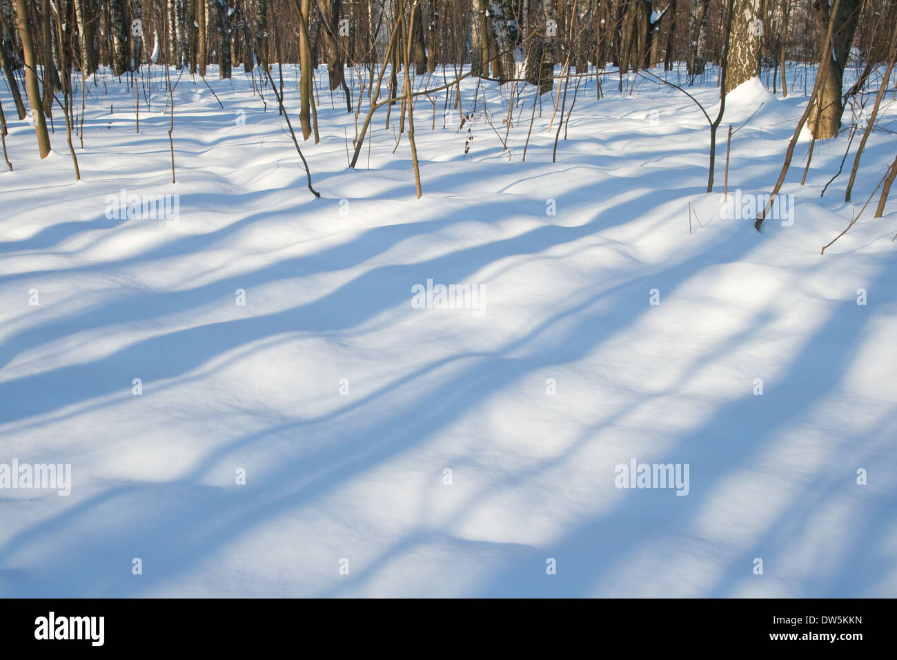 Shadow in a forest hi-res stock photography and images - Alamy