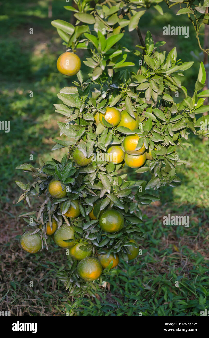 branch orange tree fruits with green leaves in sunlight Stock Photo - Alamy
