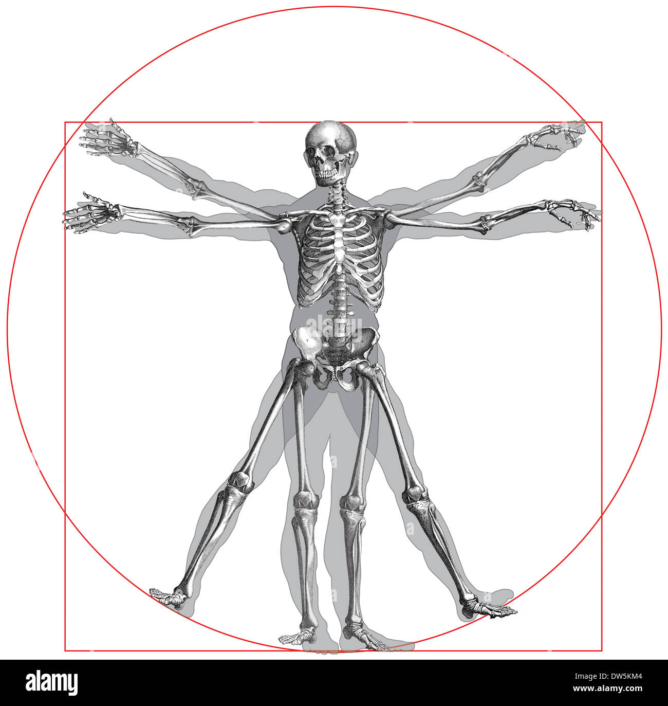 Vitruvian Man Outline