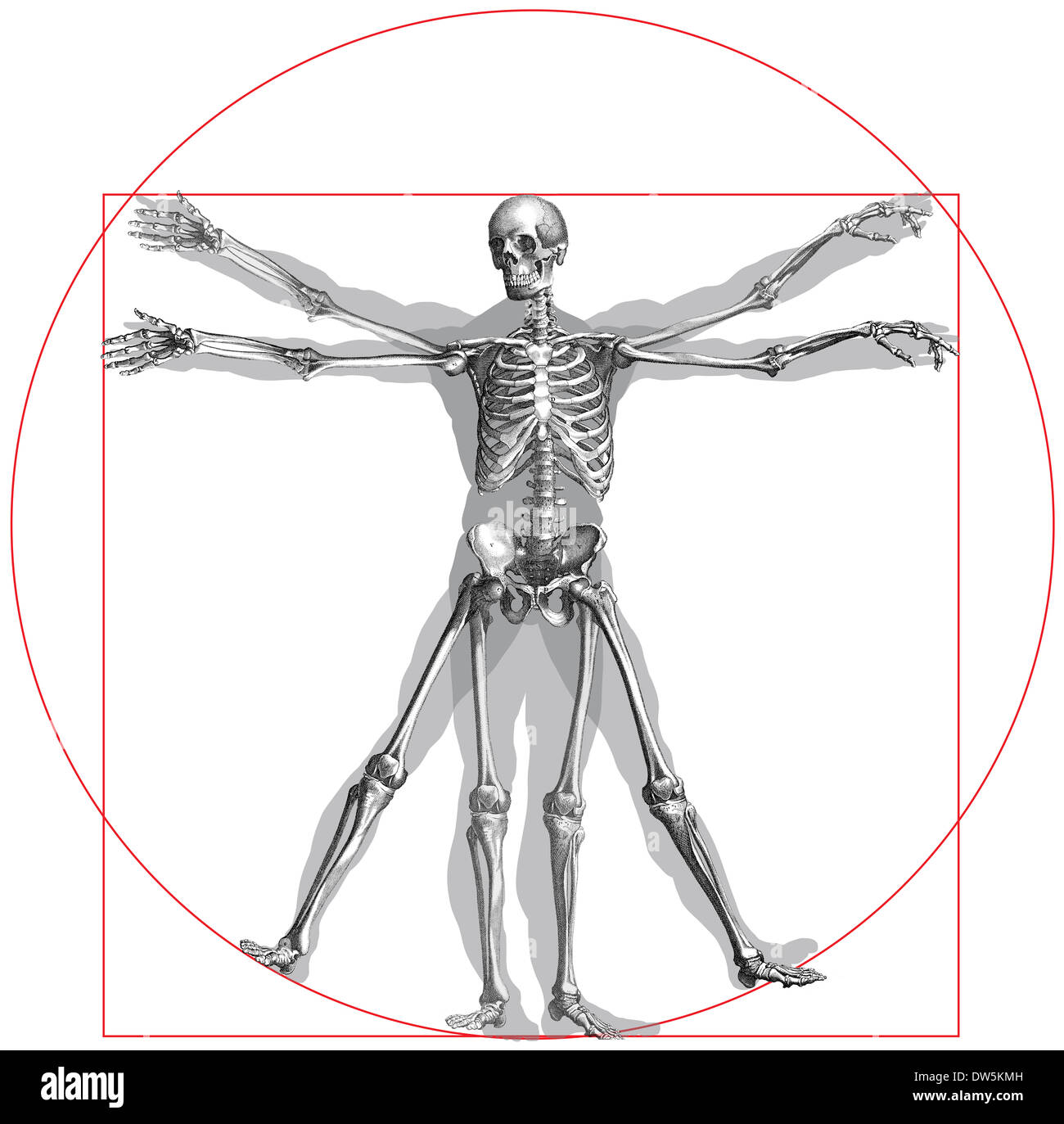 Vitruvius man leonardo da vinci hi-res stock photography and images - Alamy