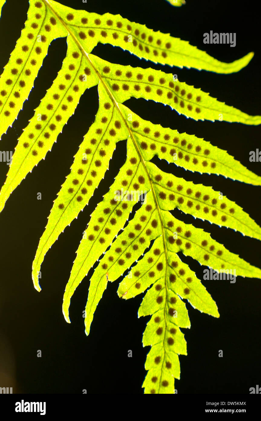 Licorice fern hi-res stock photography and images - Alamy