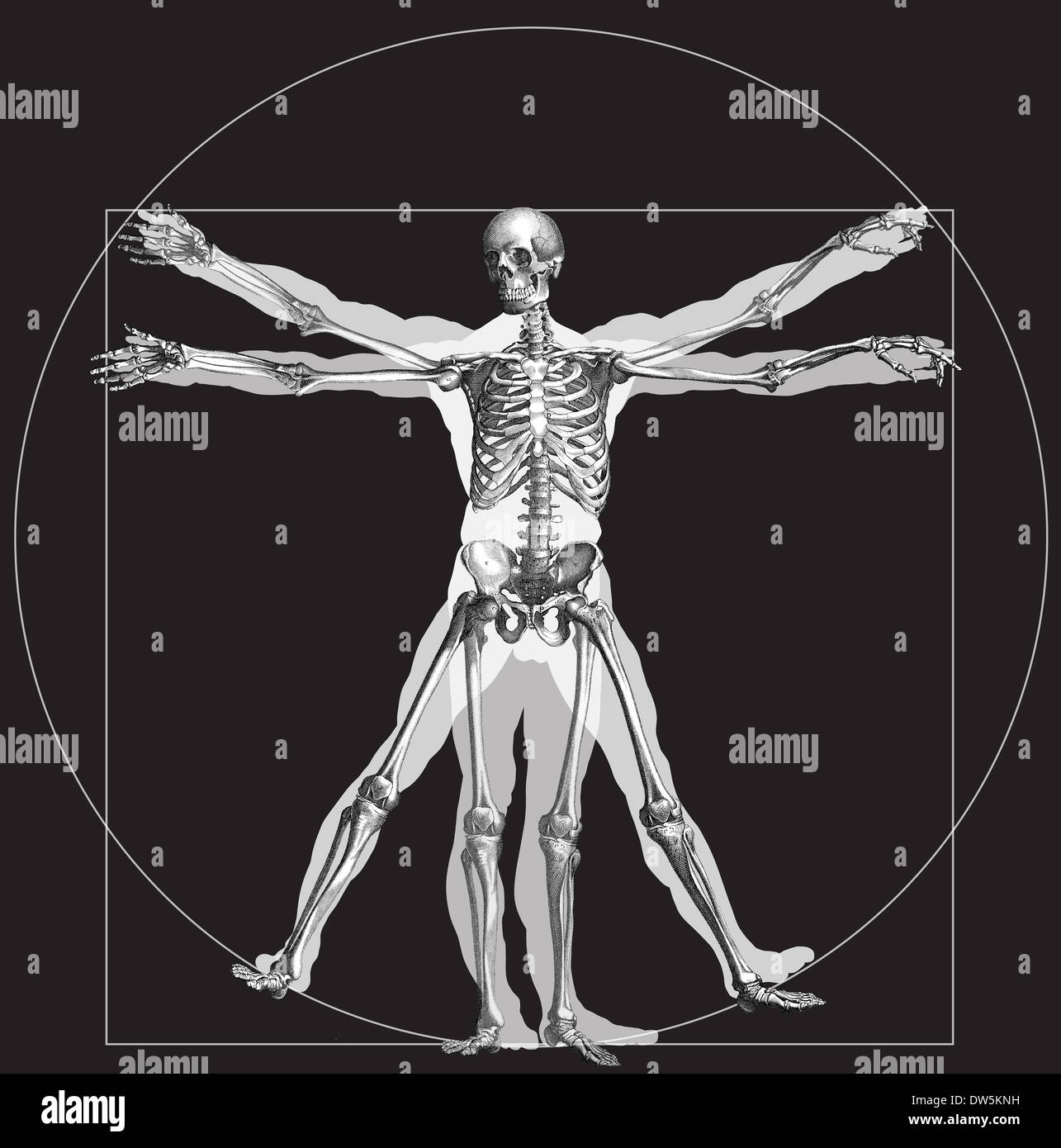 Human proportion hi-res stock photography and images - Alamy