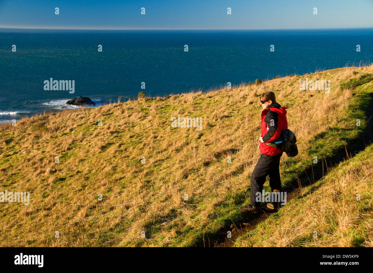 Cascade Head Trail, Cascade Head Preserve, Oregon Stock Photo - Alamy