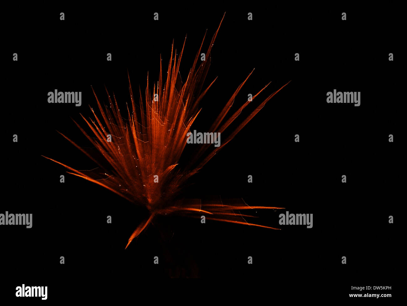 Firework powder hi-res stock photography and images - Alamy