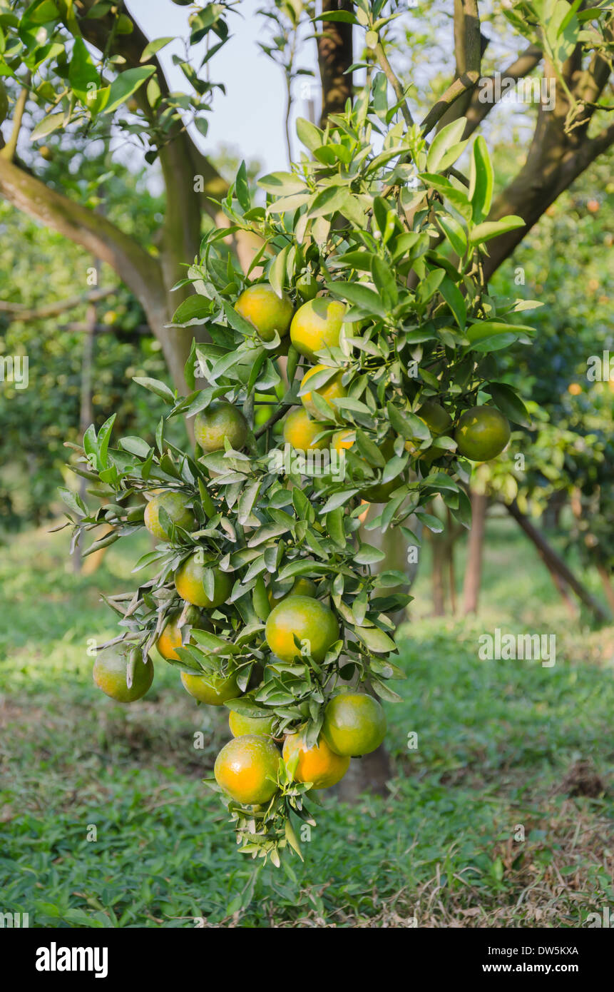 branch orange tree fruits with green leaves in sunlight Stock Photo - Alamy