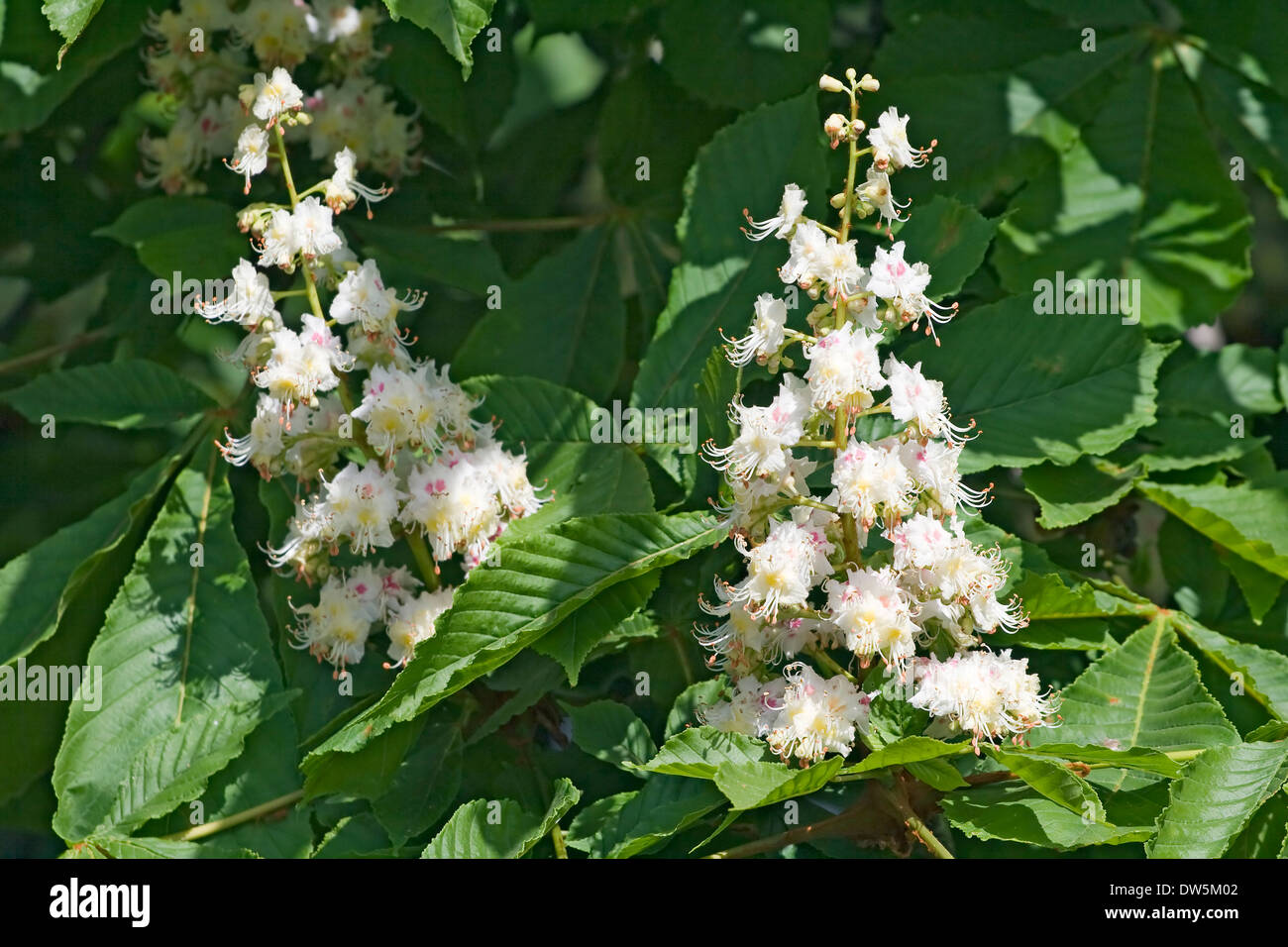 The flowers of chestnut hi-res stock photography and images - Alamy