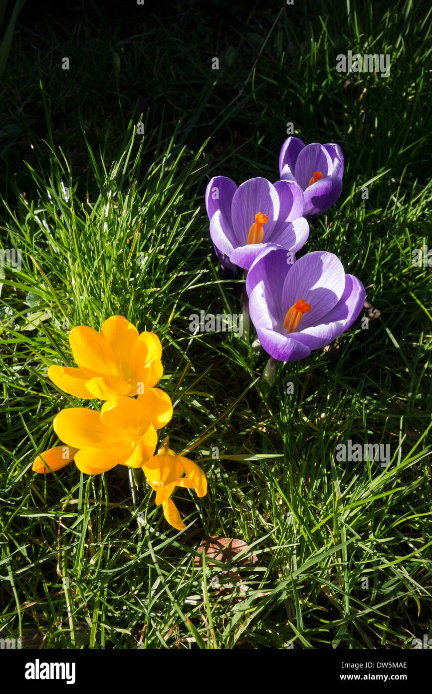 Roadside verge flowers hi-res stock photography and images - Alamy