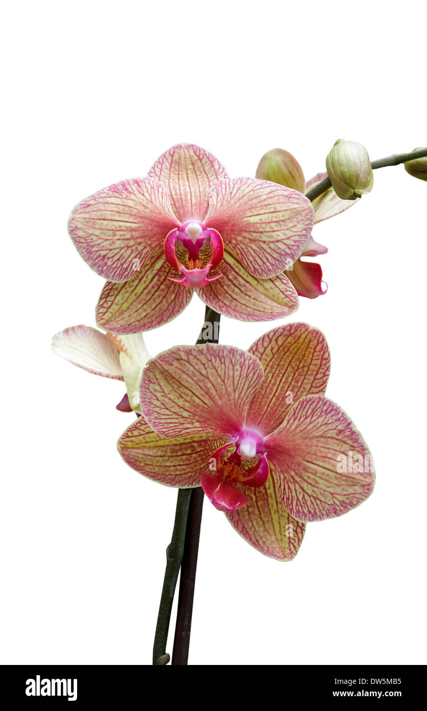 Colored Orchid in a botanical garden Stock Photo - Alamy
