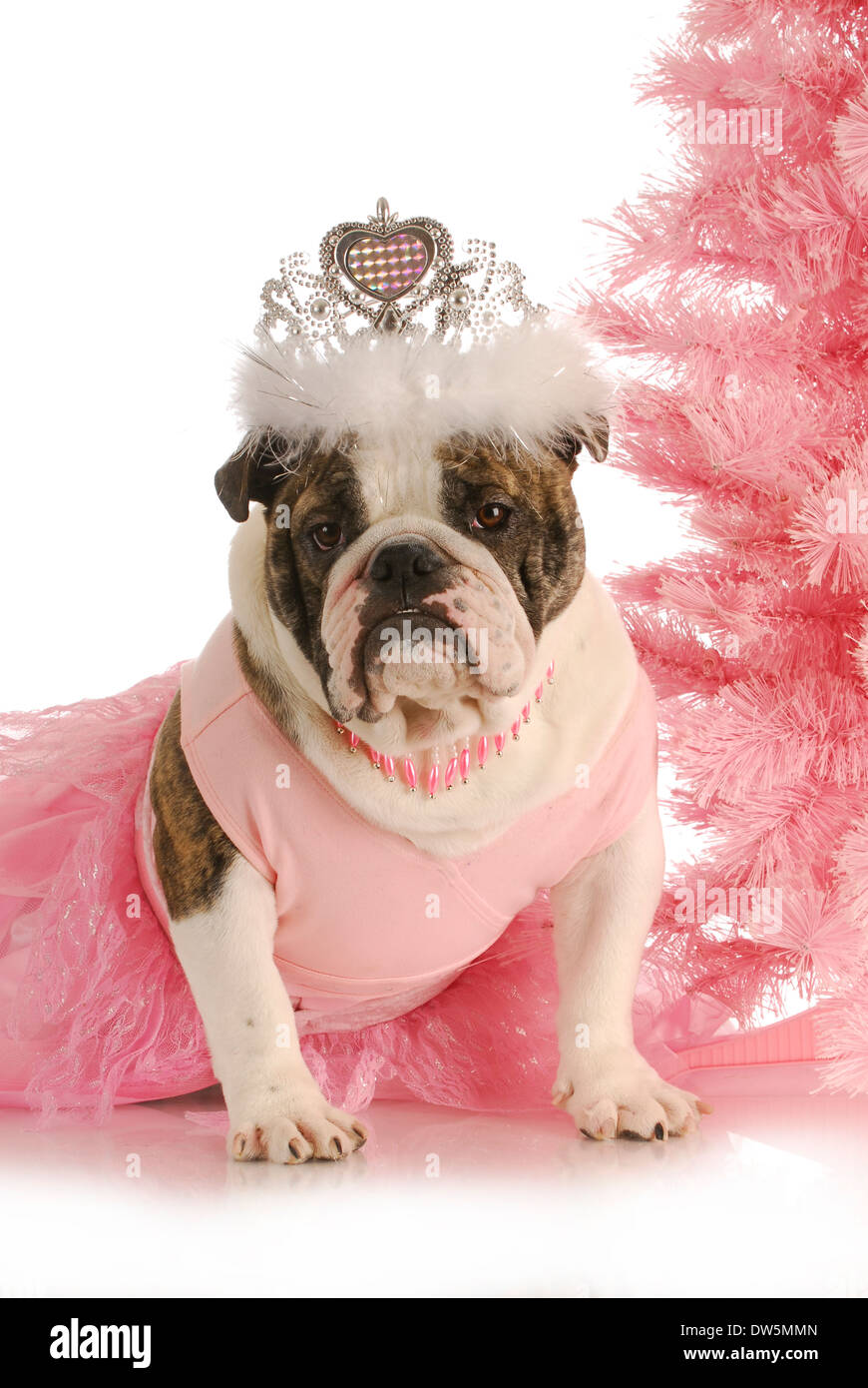 christmas princess - english bulldog wearing princess costume sitting ...