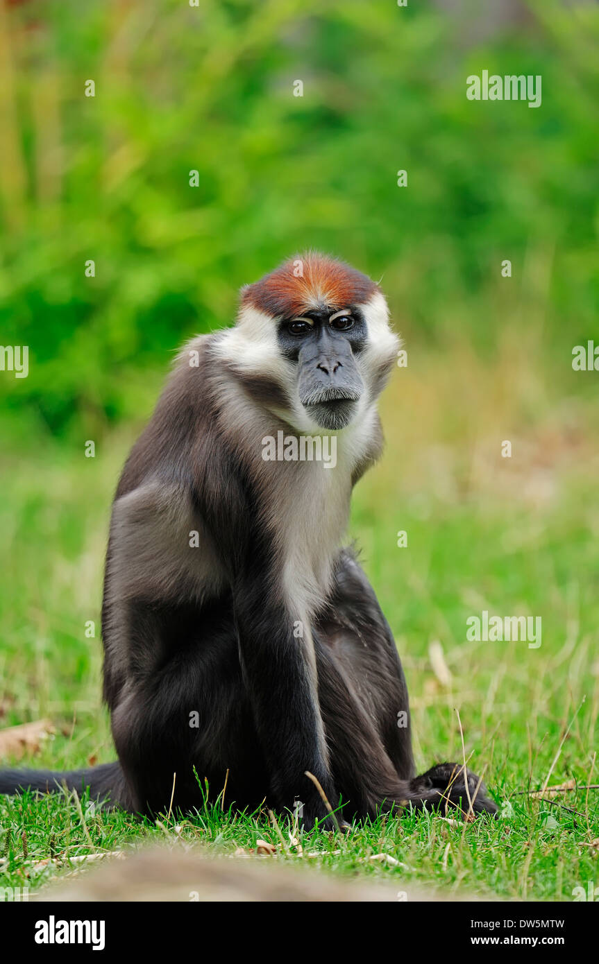 Collared Mangabey, Red-capped Mangabey or White-collared Mangabey ...