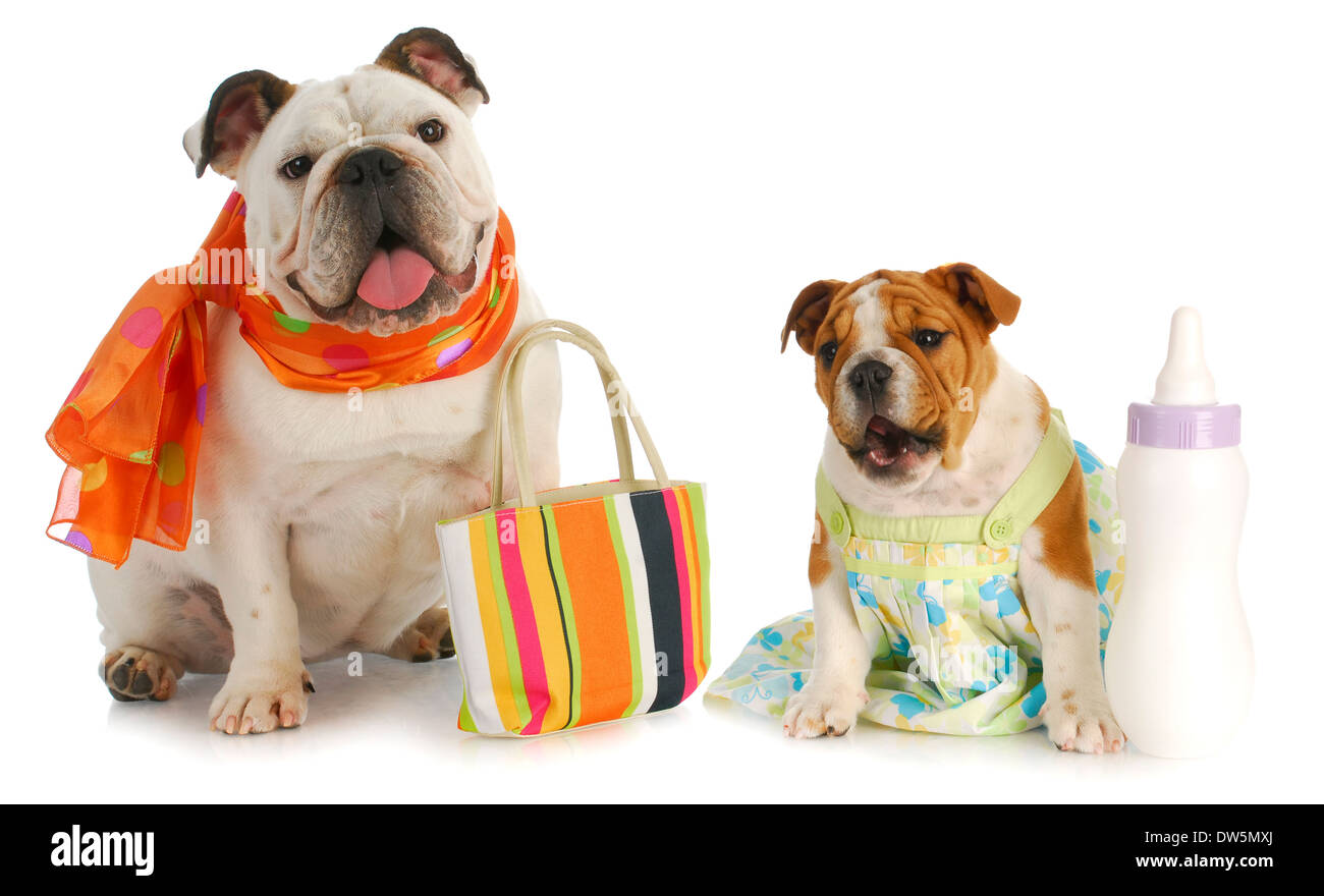 parenting - bulldog mother with puppy and baby bottle Stock Photo - Alamy