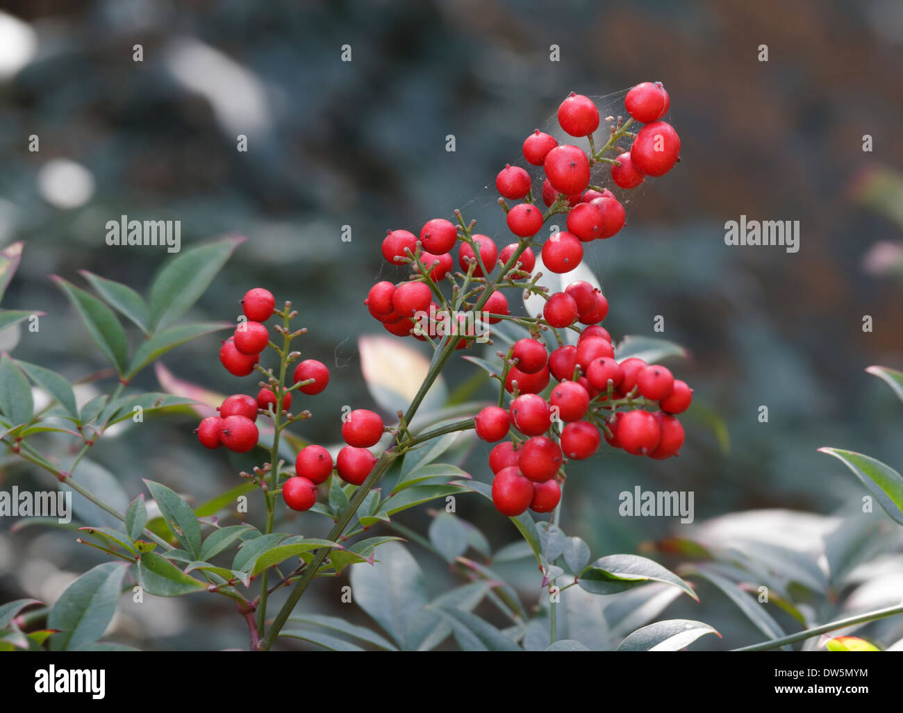 Shrub with red berries hi-res stock photography and images - Alamy