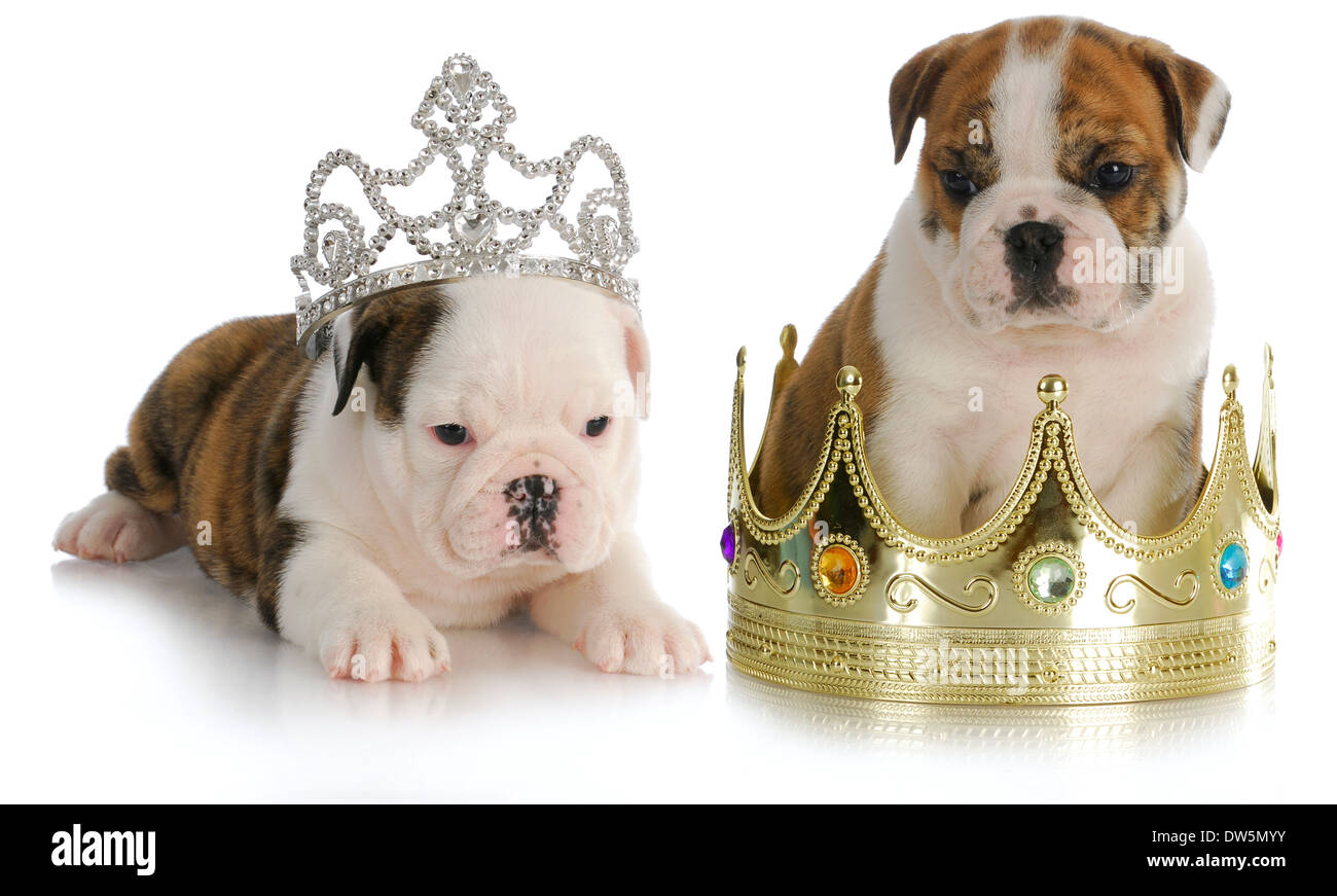 English bulldog puppy crown on hi-res stock photography and images - Alamy