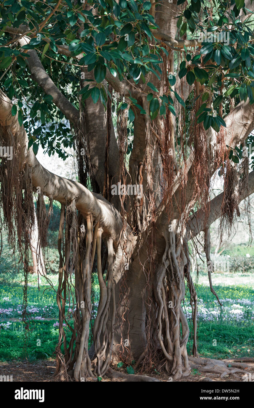Tree With Roots And Branches