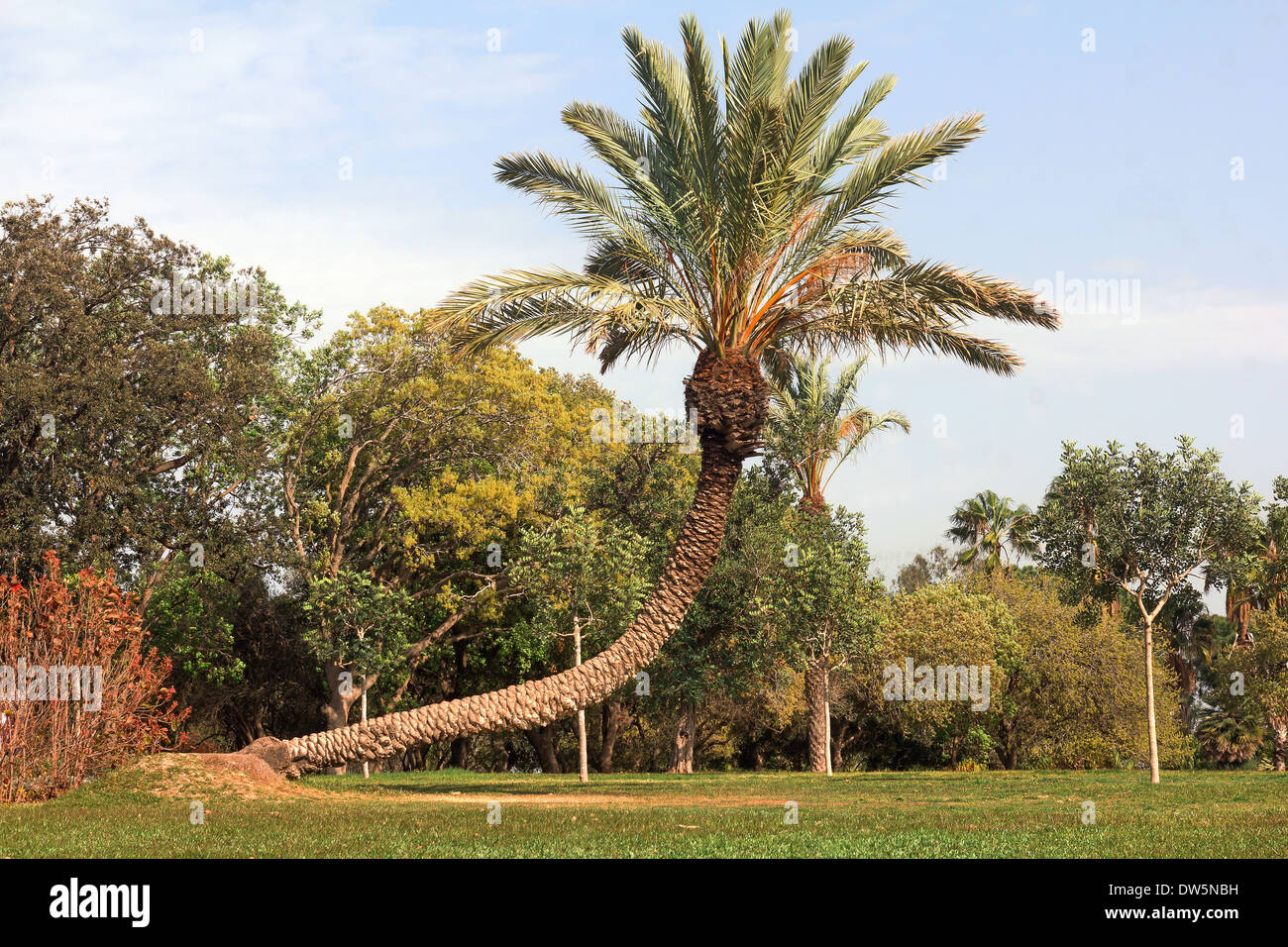 Palm tree bended hi-res stock photography and images - Alamy