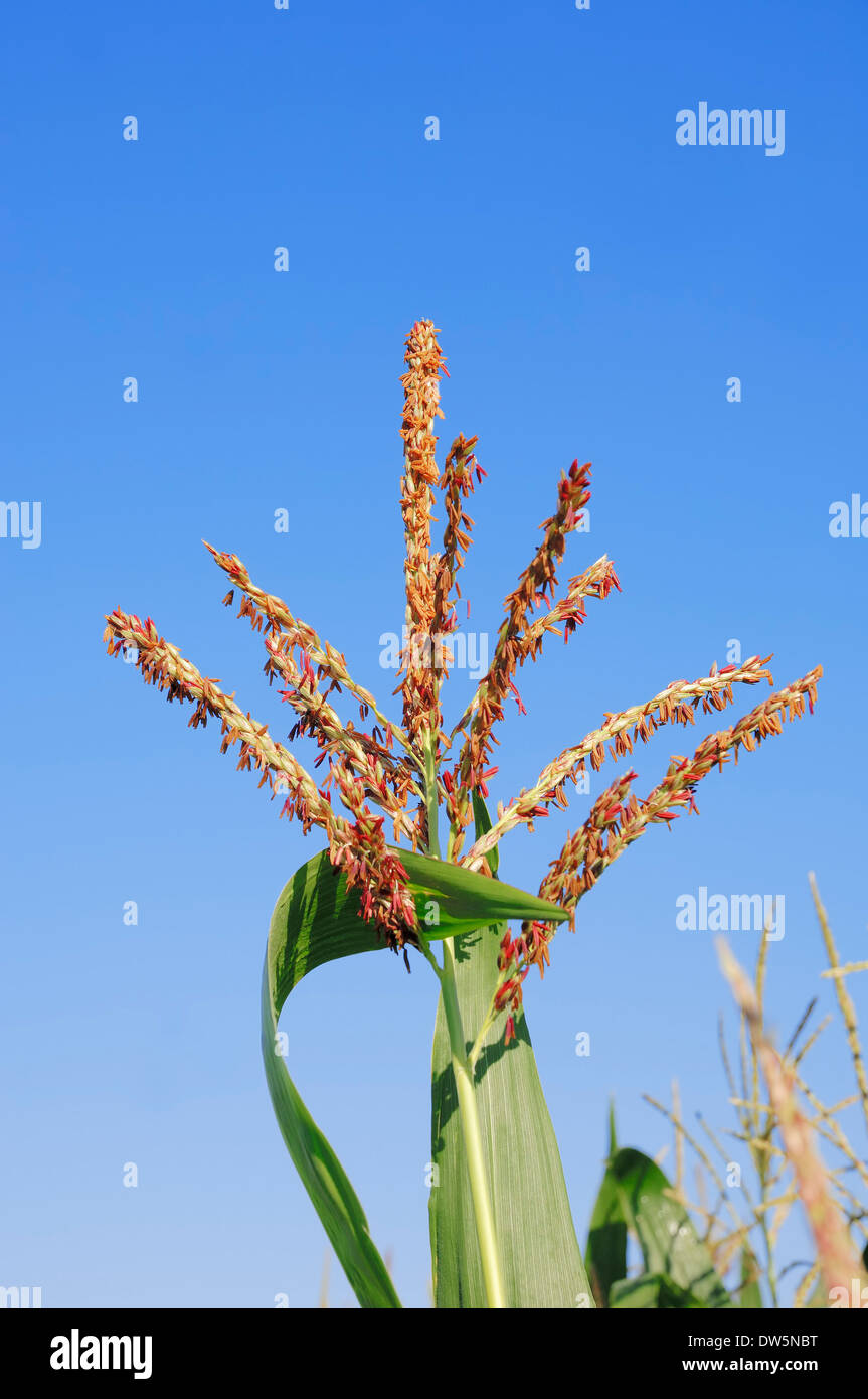 Zea mays hi-res stock photography and images - Alamy