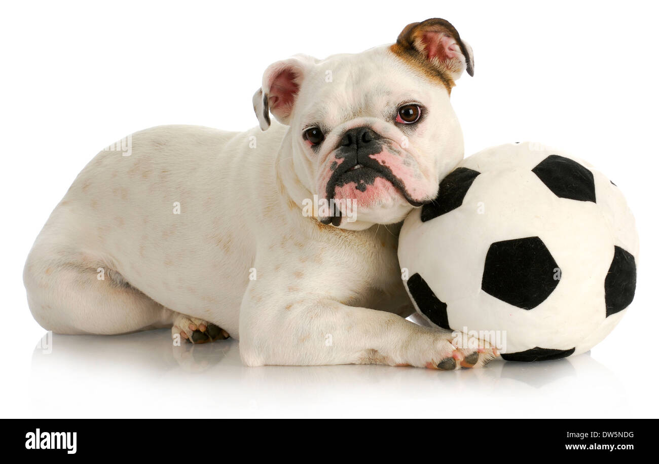 playful puppy - english bulldog playing with soccer ball with ...