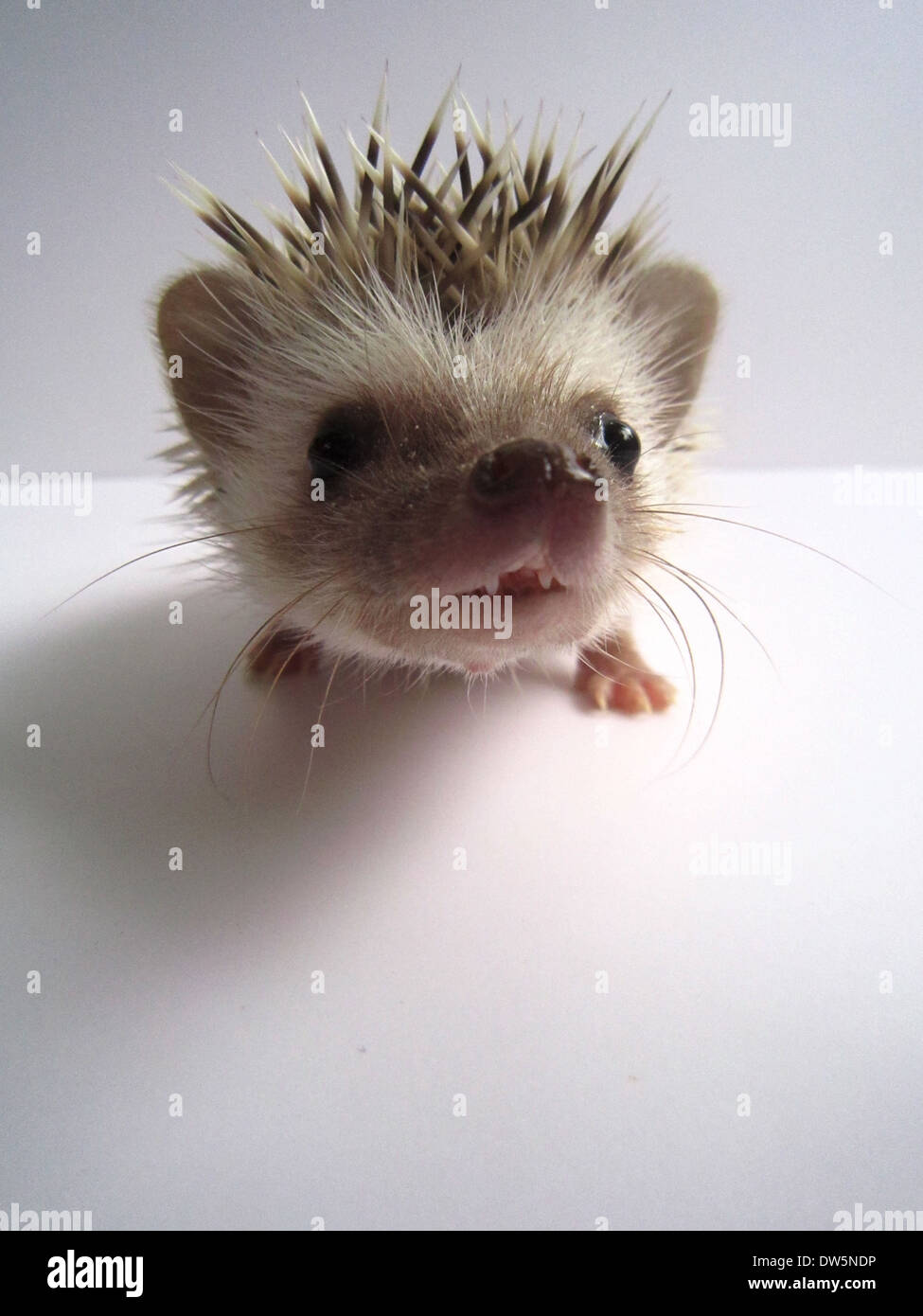 African Pygmy Hedgehog Stock Photo - Alamy