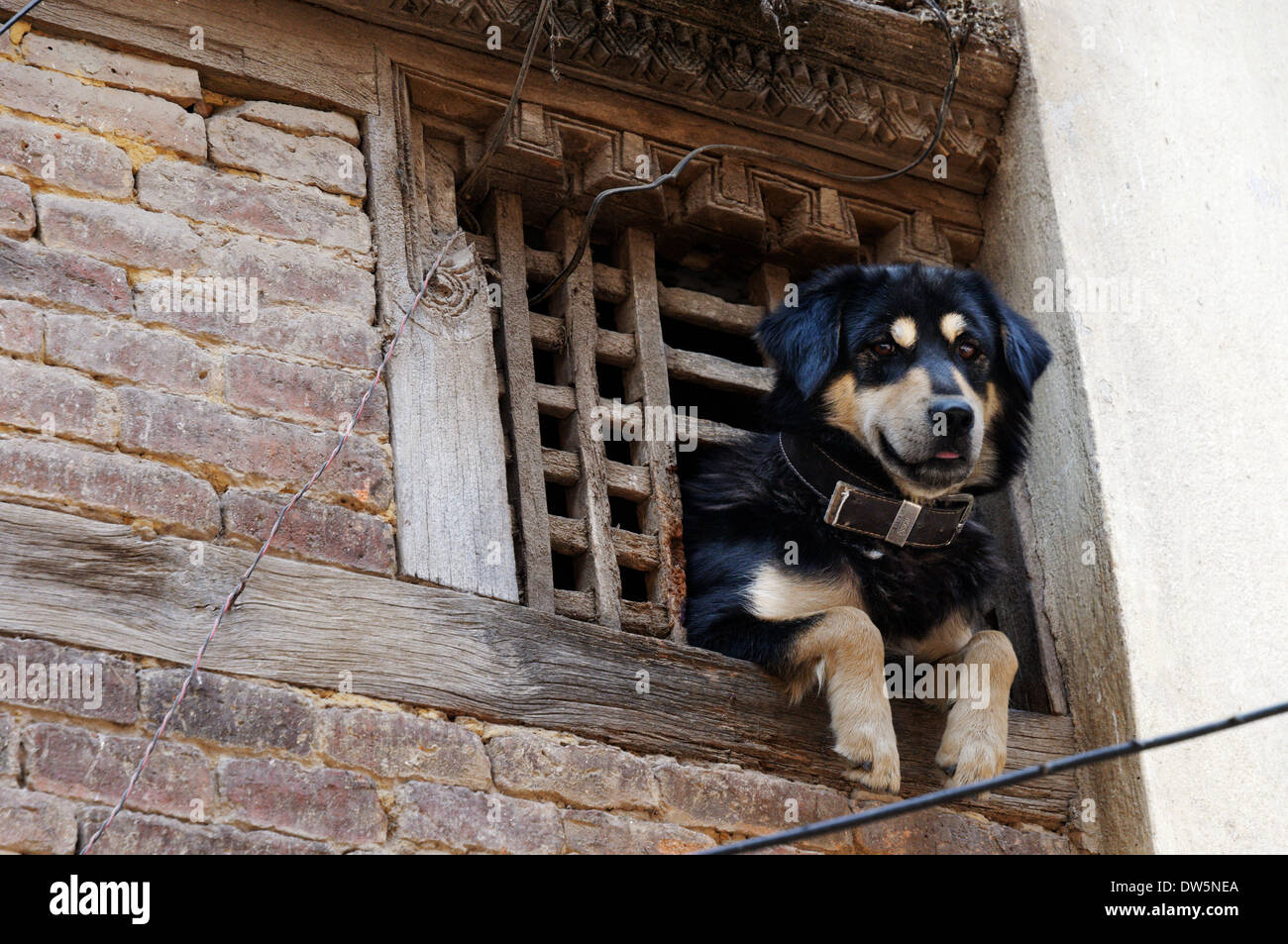 A dog hanging out of a window and looking down Stock Photo - Alamy