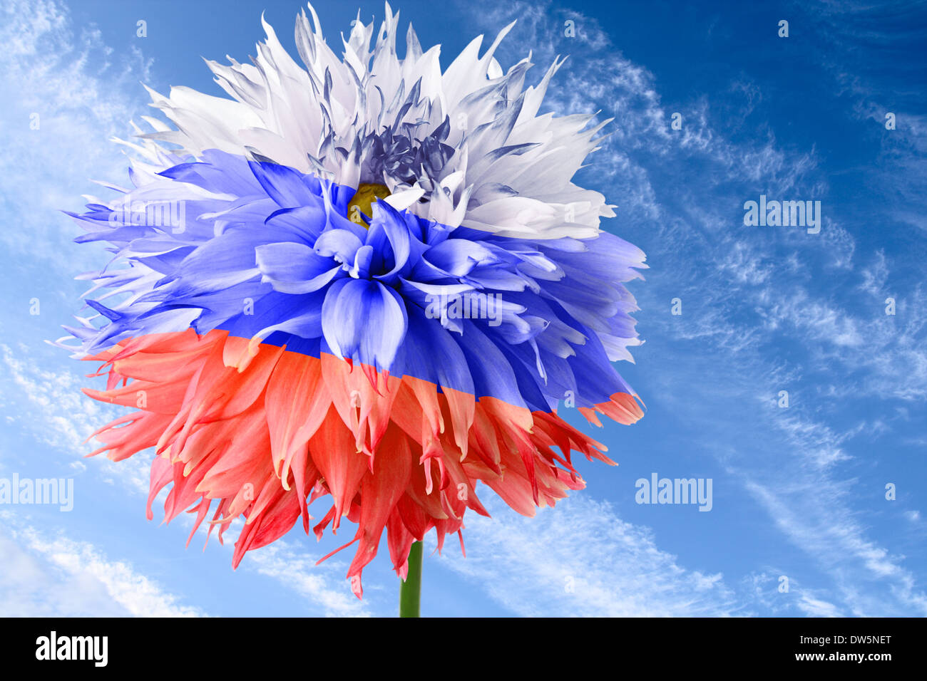 Russian national flower hi-res stock photography and images - Alamy