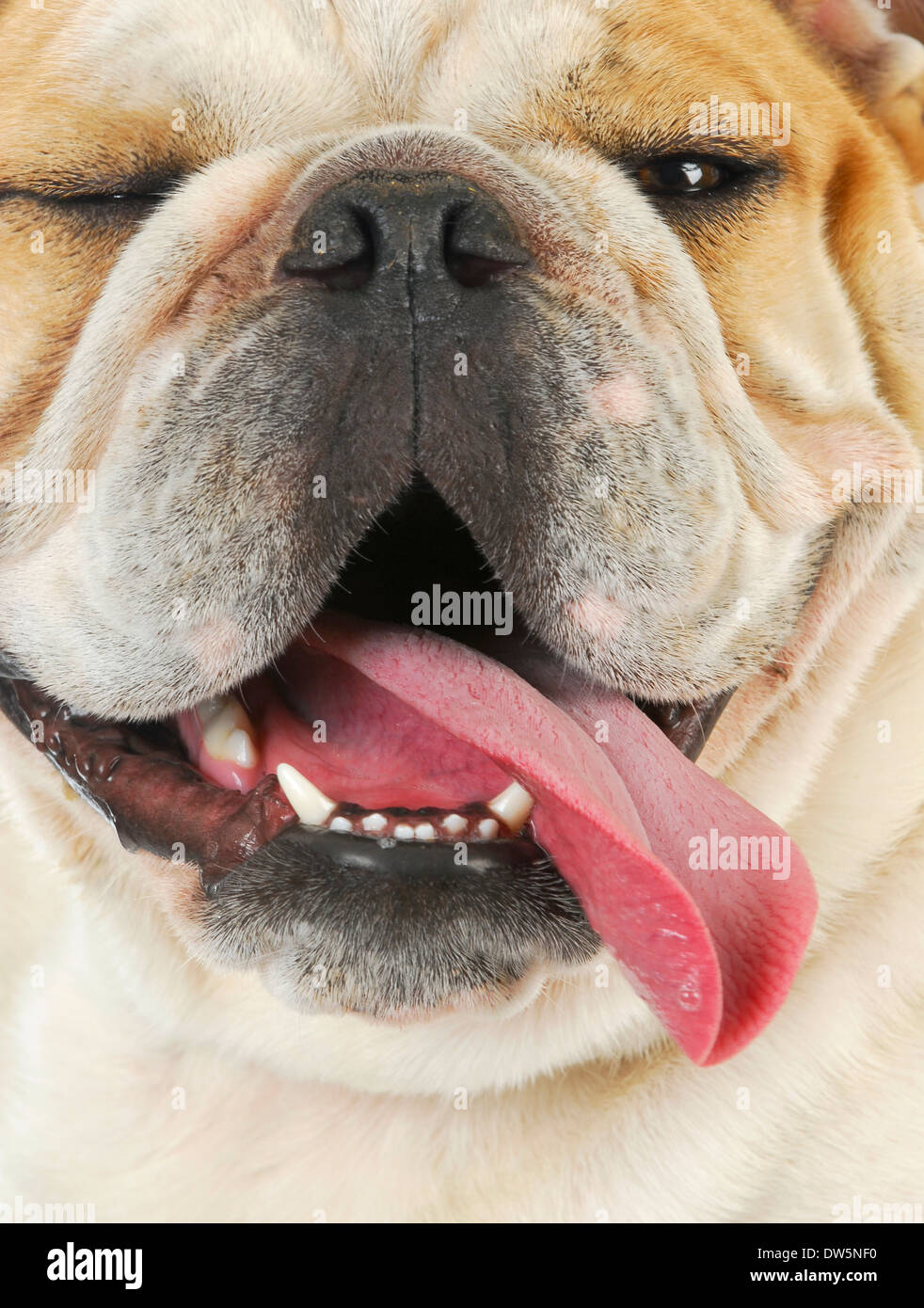 dog panting - close up of english bulldog with tongue out panting Stock ...