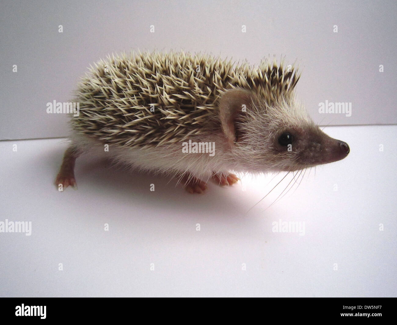 African Pygmy Hedgehog Stock Photo - Alamy