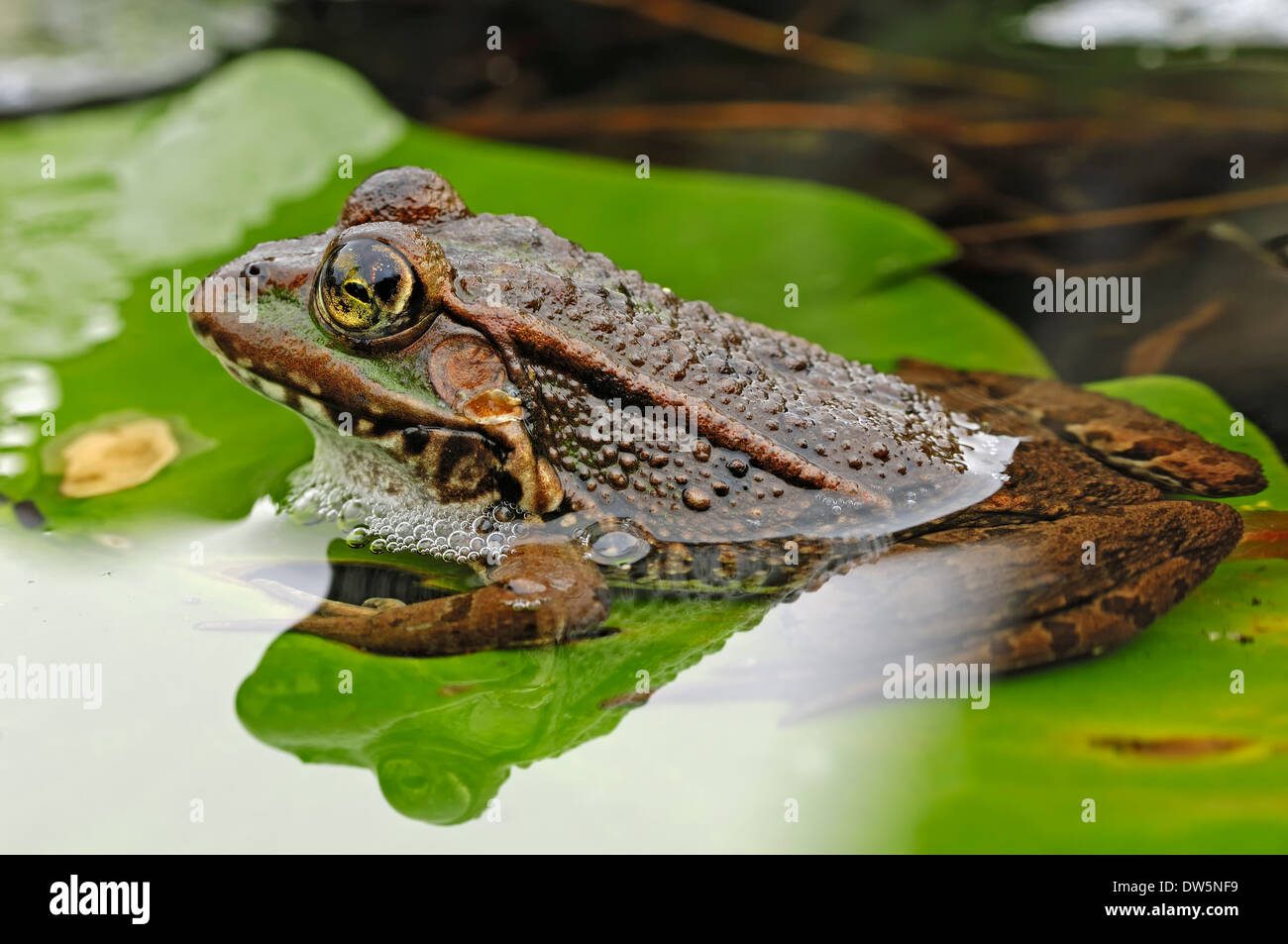 Marsh frog hi-res stock photography and images - Alamy
