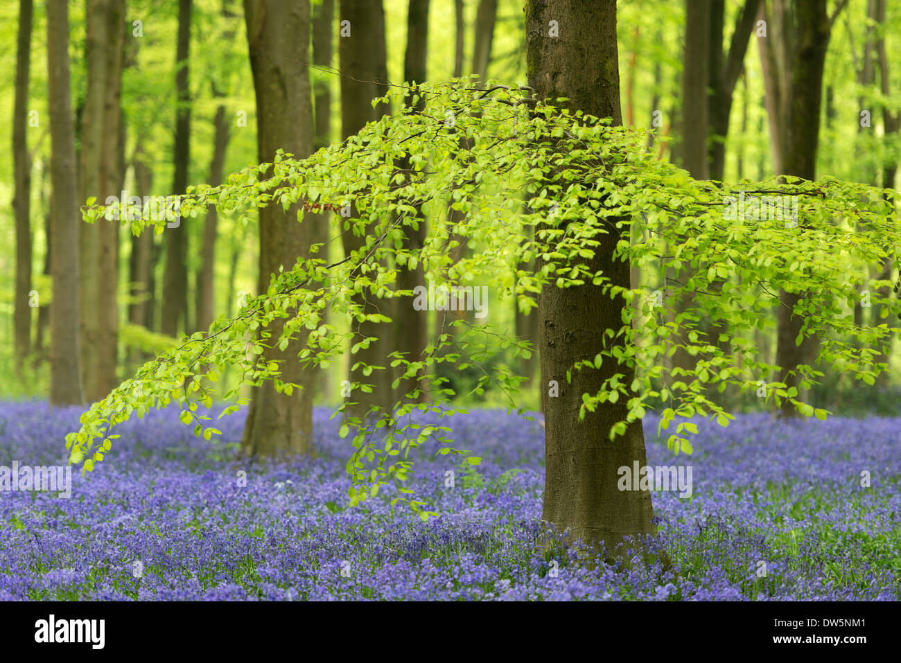 Spring wildflowers hi-res stock photography and images - Alamy
