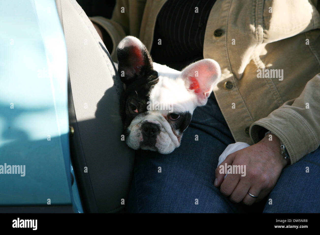 Back of bulldog hi-res stock photography and images - Alamy