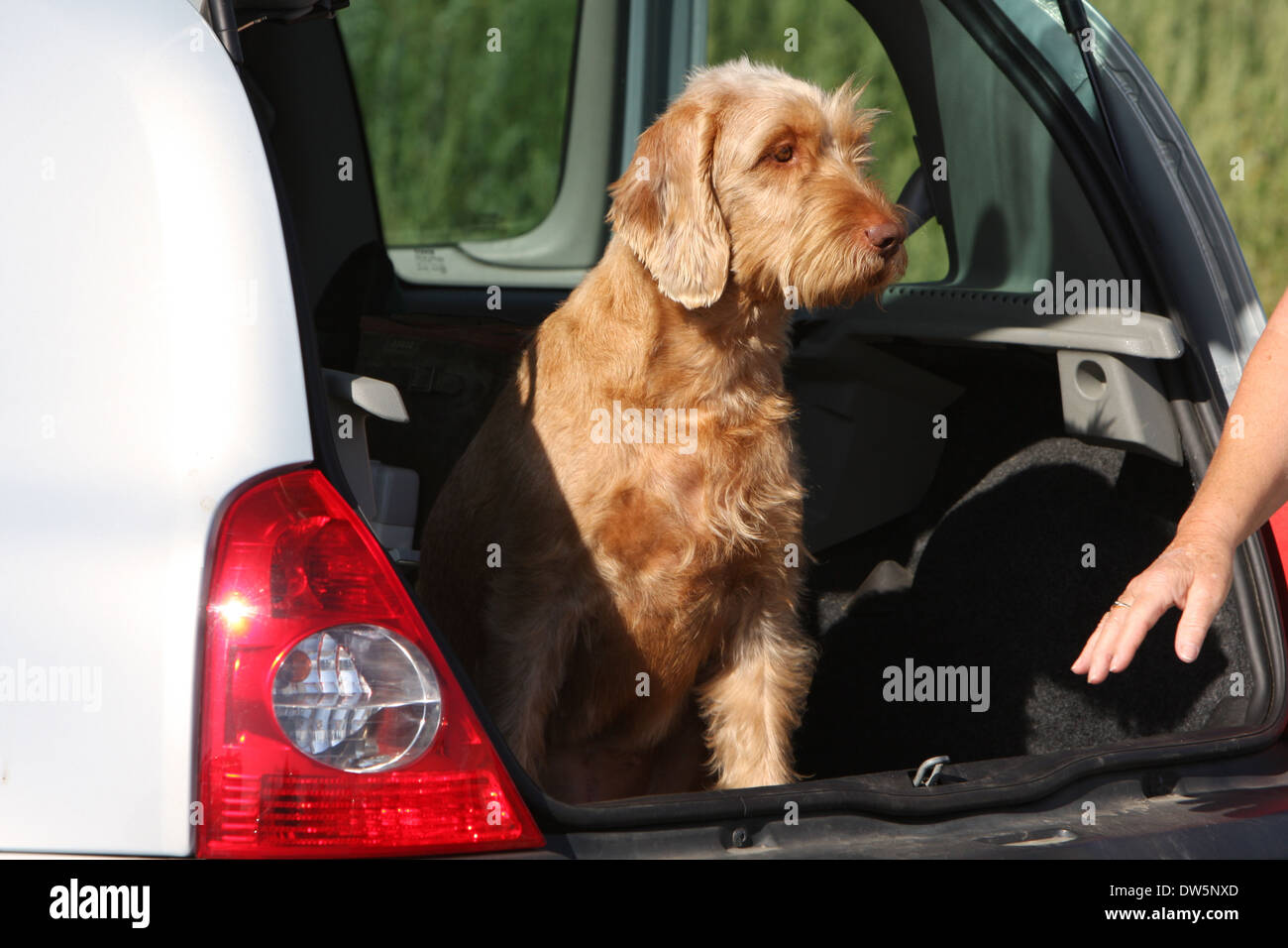 dog Magyar Vizsla / Hungarian Pointer Wirehaired / adult in the trunk ...